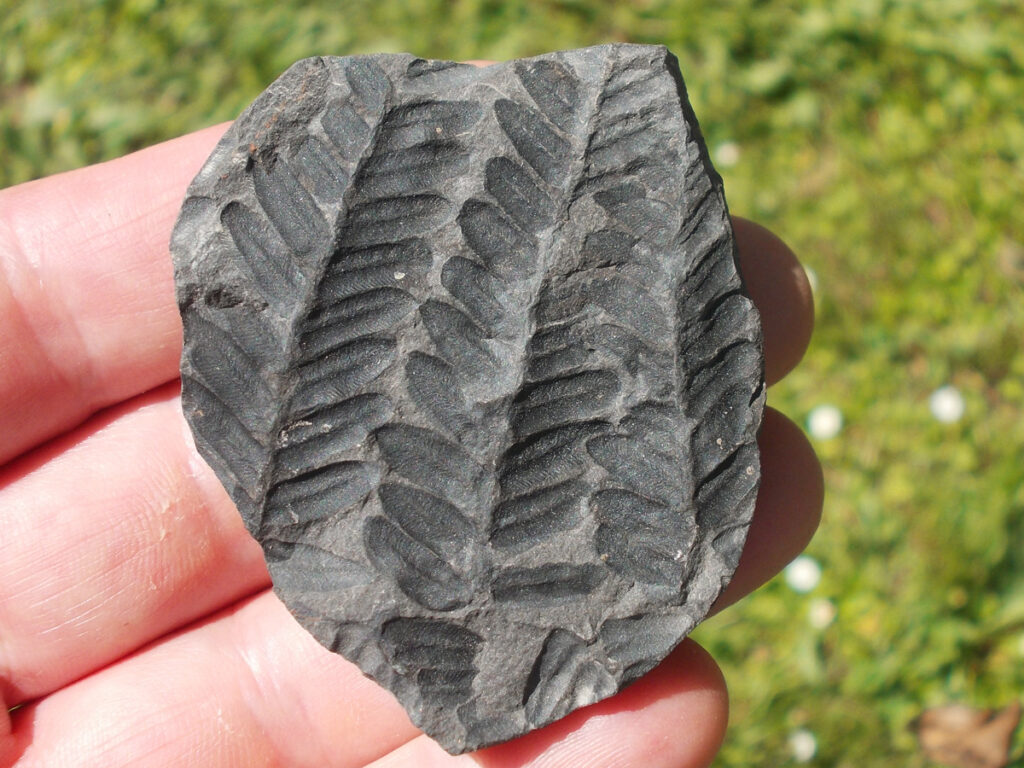 Pecopteris polymorpha, Fougère fossile, Stéphanien, France #2 – 204 g ...