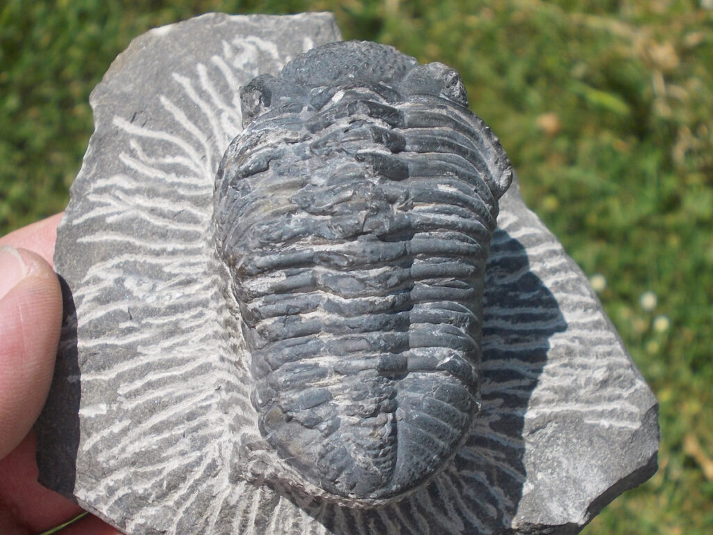 Trilobite, Eldredgeops phacops, dévonien moyen, 360 millions d’années ...